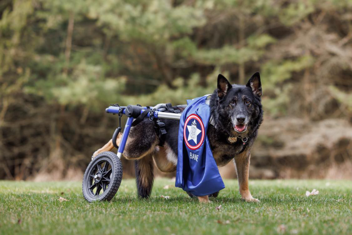 K9 Bane Hero Collection – Itsthecharmedlife